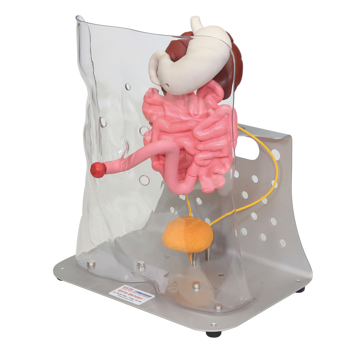Model avansat Otto Ostomy™ – ANATOMIKA