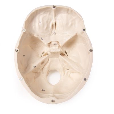 Model de craniu, din 3 părţi, numerotat – ANATOMIKA