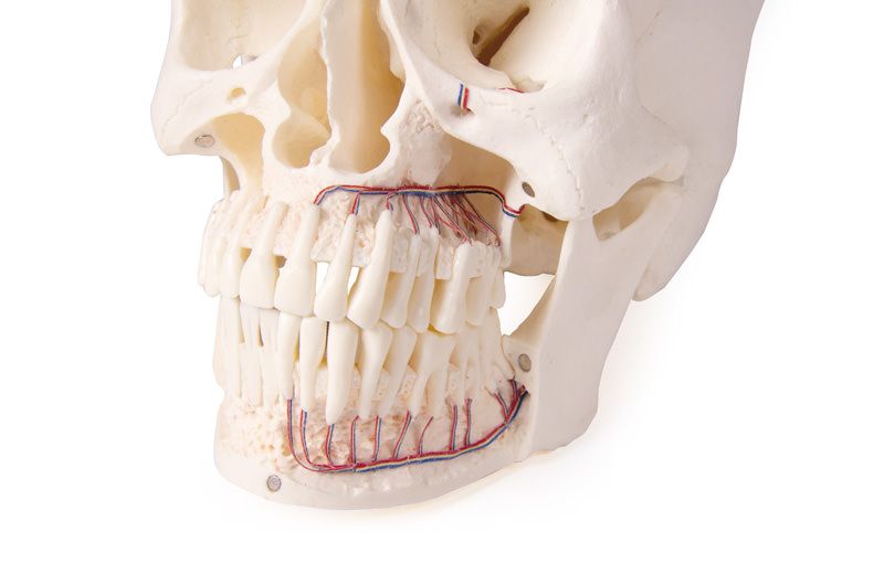 Model de craniu pentru stomatologie şi chirurgie orală, în 5 părţi ...