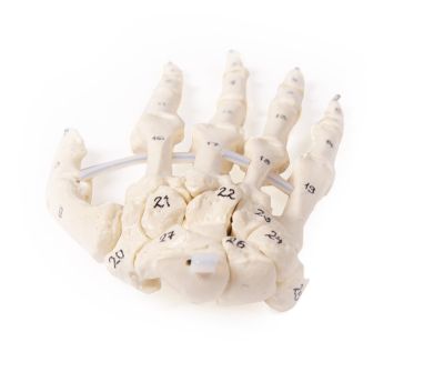 Scheletul mâinii cu numerotarea oaselor – ANATOMIKA