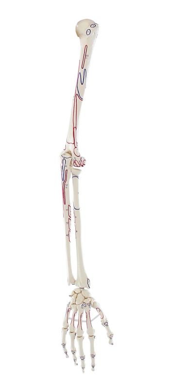 Scheletul braţului cu marcaj muscular – ANATOMIKA