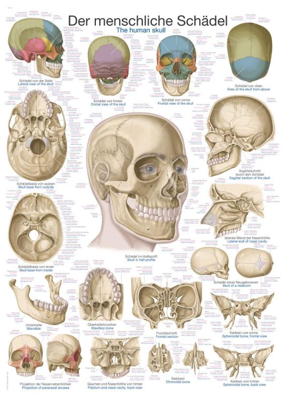 Diagrama - Craniul uman, 70x100cm – ANATOMIKA