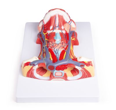 Anatomia gâtului – ANATOMIKA