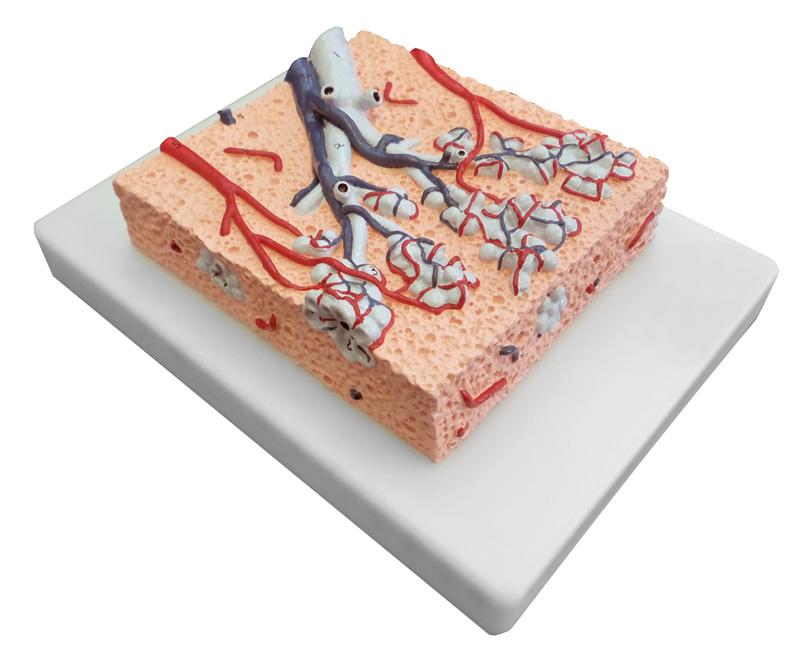 Lobul pulmonar – ANATOMIKA