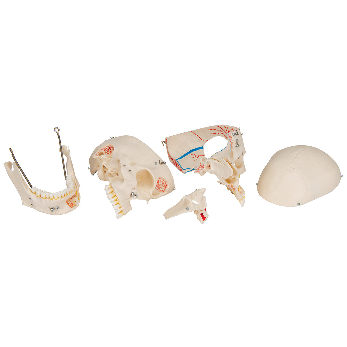 Model demonstrativ craniu uman, 10 componente - 3B Smart Anatomy ...