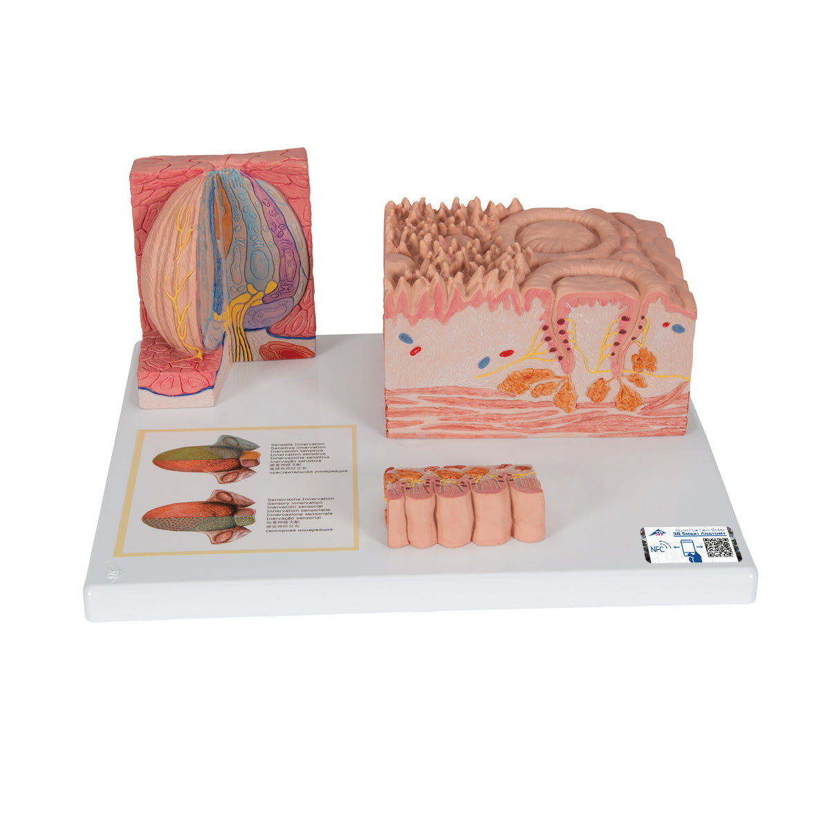 Model de limbă umană 3B MICROanatomy - 3B Smart Anatomy – ANATOMIKA