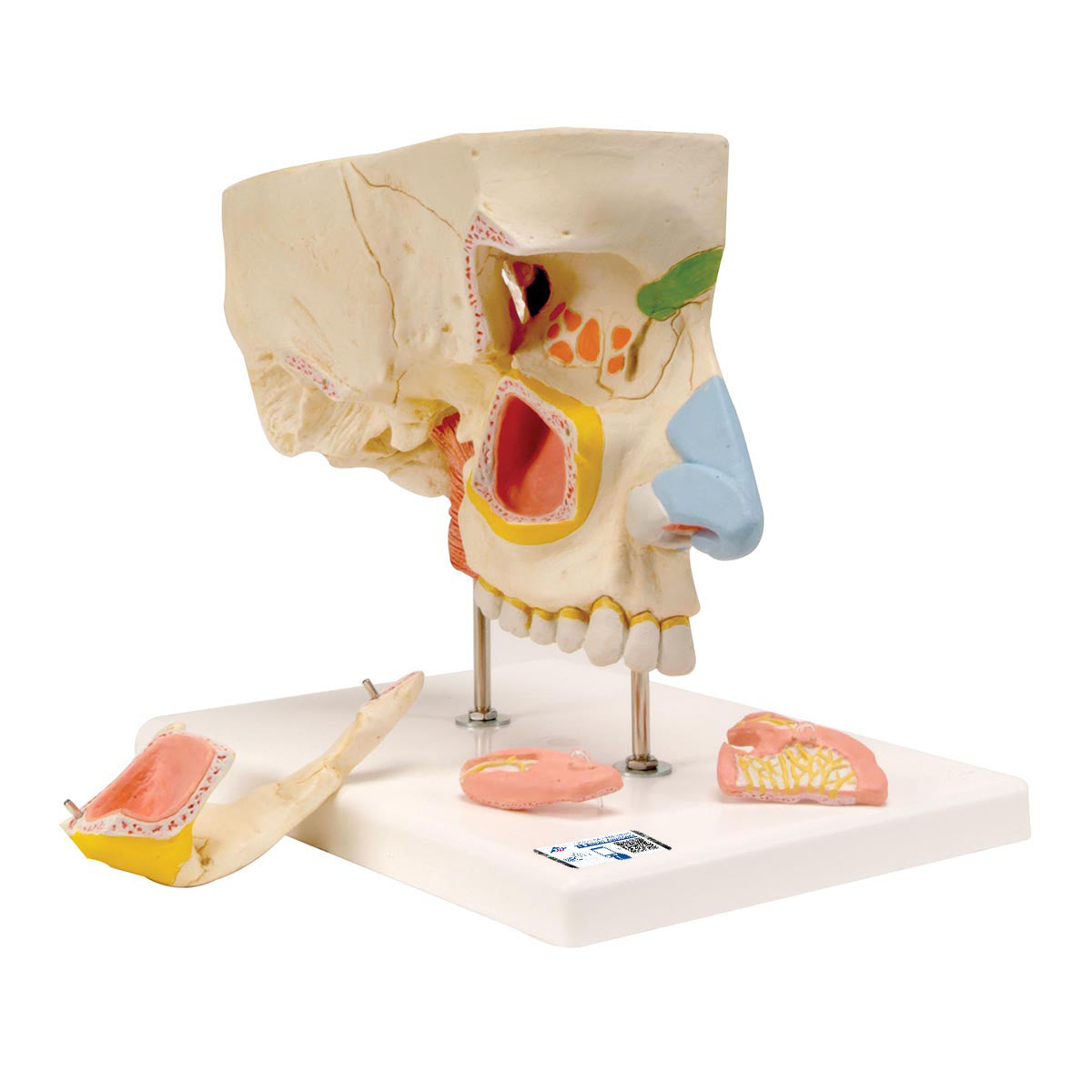 Model de nas uman cu sinusuri paranazale, 5 părţi - 3B Smart Anatomy ...