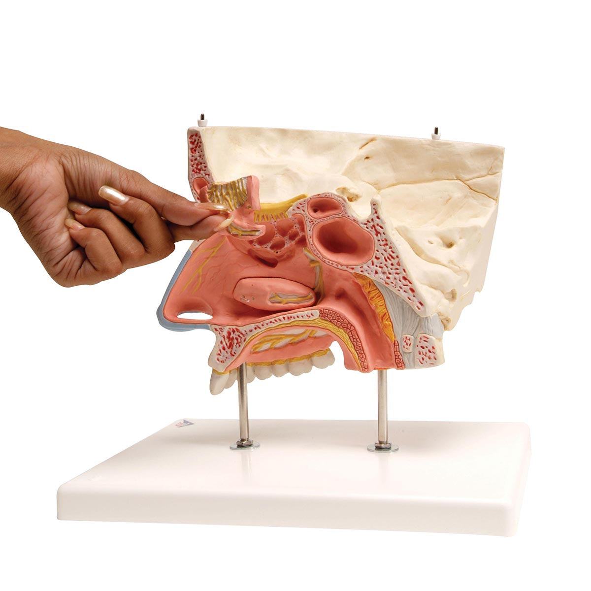 Model de nas uman cu sinusuri paranazale, 5 părţi - 3B Smart Anatomy ...