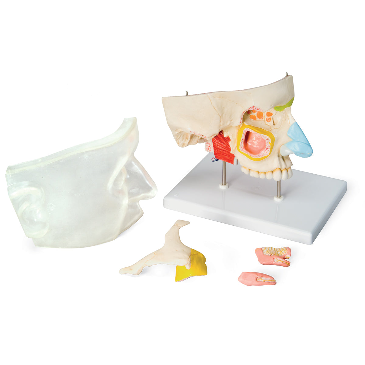 Model de nas uman cu sinusuri paranazale, 5 părţi - 3B Smart Anatomy ...