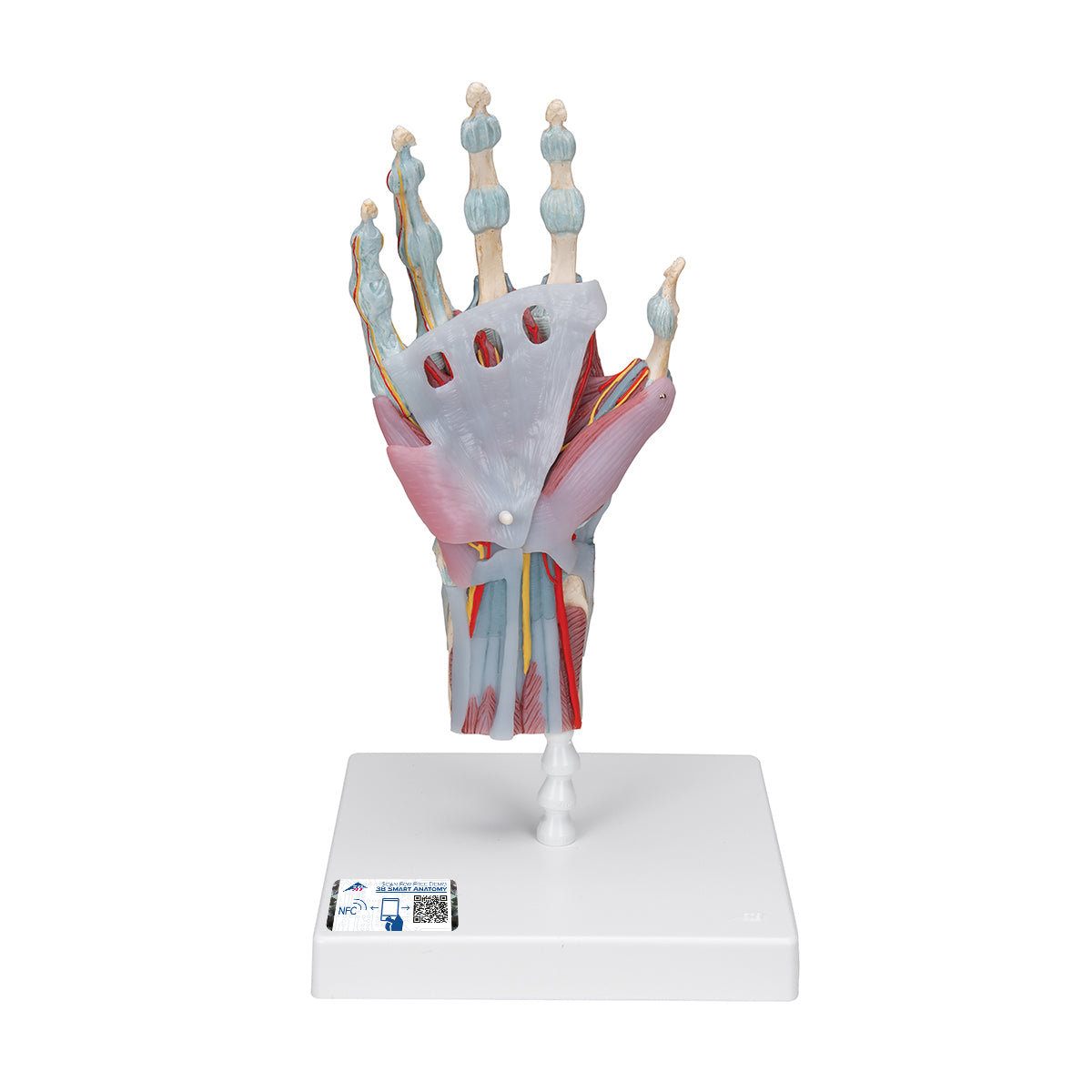 Model de schelet de mână cu ligamente/mușchi - 3B Smart Anatomy – ANATOMIKA