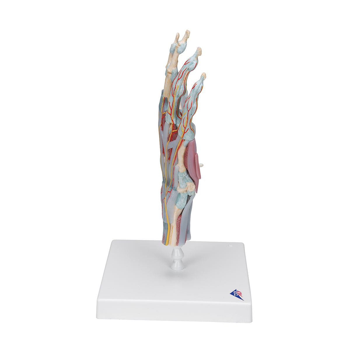 Model de schelet de mână cu ligamente/mușchi - 3B Smart Anatomy – ANATOMIKA