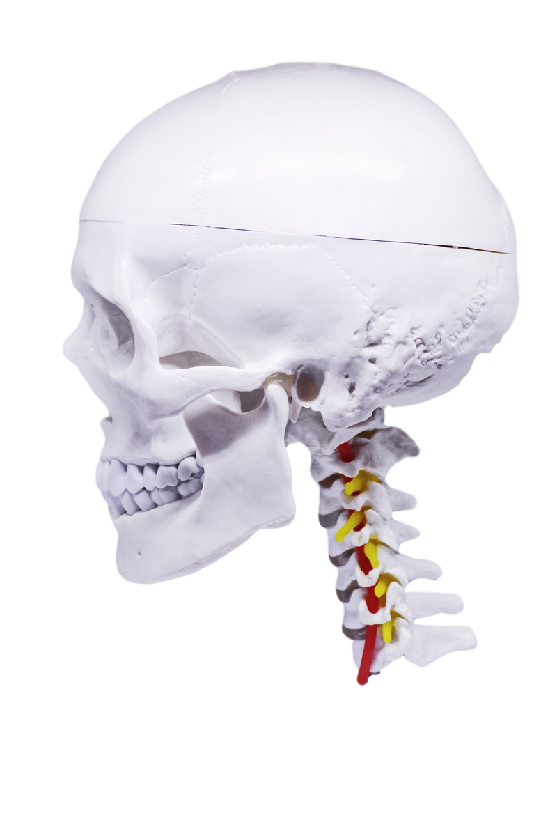 Model pedagogic craniu uman cu coloană cervicală – ANATOMIKA